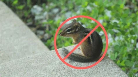 Ways On How To Get Rid Of Chipmunks From Indoor Protect Your Pets