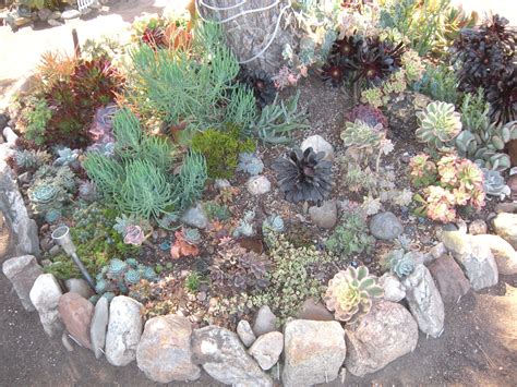20 Succulent Rock Garden Design
