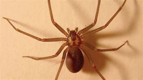 Conócela así es la peligrosa y mortal araña violinista cuidado con su