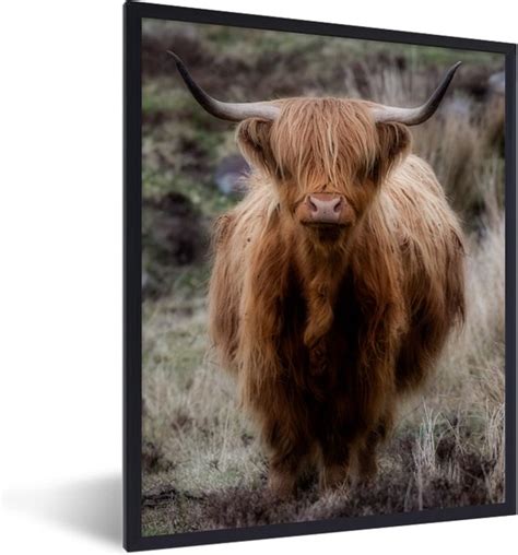 Fotolijst Incl Poster Schotse Hooglander Mos Gras X Cm