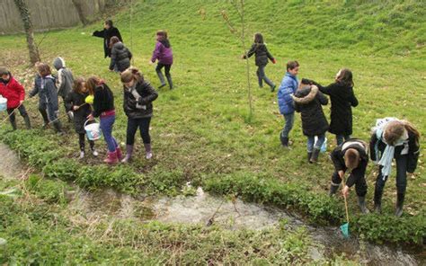 École Saint Sauveur La découverte des milieux aquatiques se poursuit