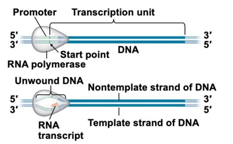 Genetics Chapter Genetic Code And Transcription Flashcards Quizlet