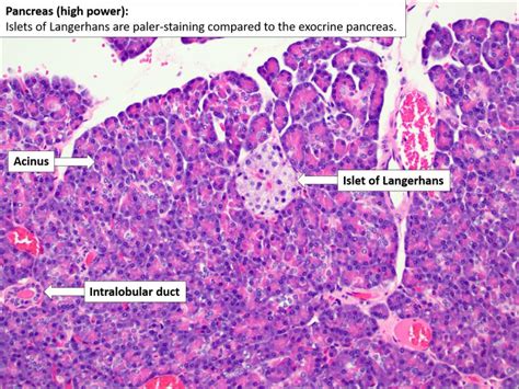 Pancreas Normal Histology Nus Pathweb Nus Pathweb