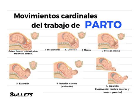 Movimientos Trabajo De Parto UDocz