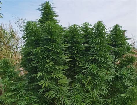 Policjanci zlikwidowali plantację marihuany