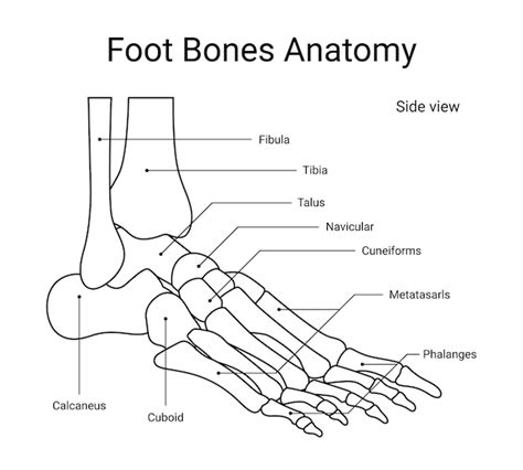 Diagramme de l anatomie des os du pied vue latérale avec style linéaire