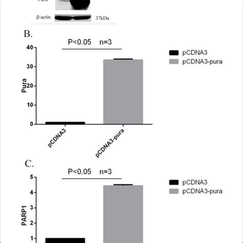 Western blotting analysis assessed the effects of Purα on PARP1 gene