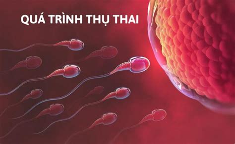 Thụ thai là gì Quá trình thụ thai diễn ra như thế nào trong bao lâu