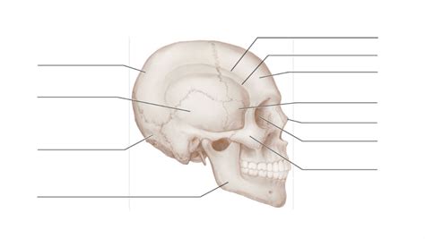 Dental Hygiene Anatomy Bone Diagrams Pt Diagram Quizlet