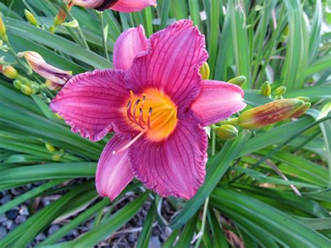 20 Best Perennials That Will Bloom Year After Year
