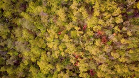Top Down Autumn Wood Nature Background Aerial Top View Of Autumn