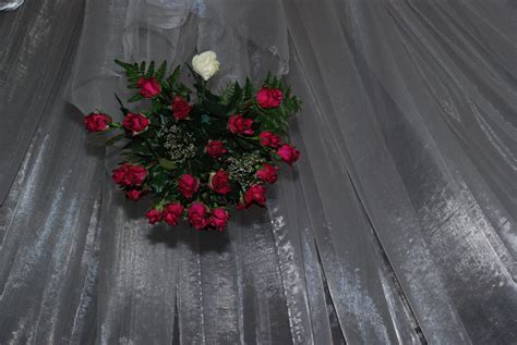 Banco de imagens natureza plantar folha flor pétala amor
