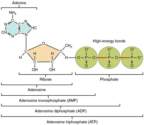 This Figure Shows The Structure Of ATP