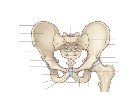 FEMALE PELVIS LABELING Diagram Quizlet
