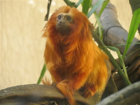 Lista de animais em extinção no Brasil Pensamento Verde