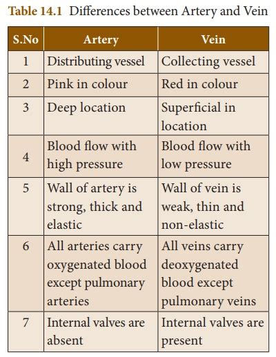Blood Vessels Arteries And Veins