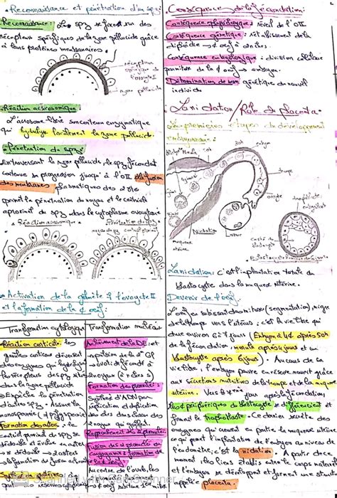 Bac Sc expérimentales Sciences SVT resume science toute l annee