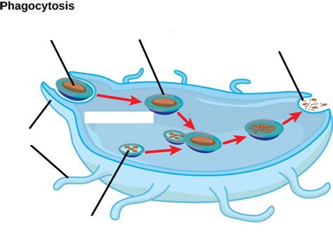Diagram Of A Typical Protist Phagocytosis Diagram Quizlet