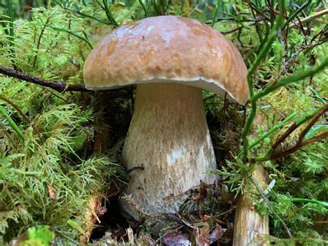 Les différentes espèces de cèpes Comment les identifier et les