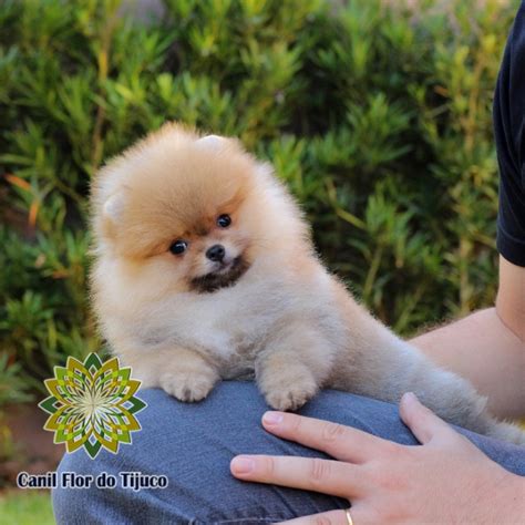 Lulu da Pomerânia Filhote Fêmea Pet Shop Flor do Tijuco