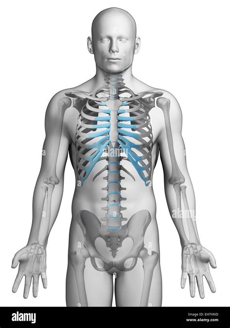 Human Ribcage Illustration Stock Photo Alamy