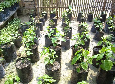 Cara Berkebun Dan Menanam Cabe Rawit Merah Di Pot BATAM Bicara