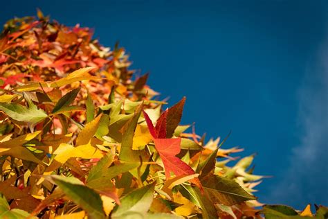 Fall Leaves Autumn Free Photo On Pixabay Pixabay