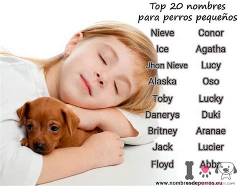 74 Nombres para perros pequeños Razasdeperros