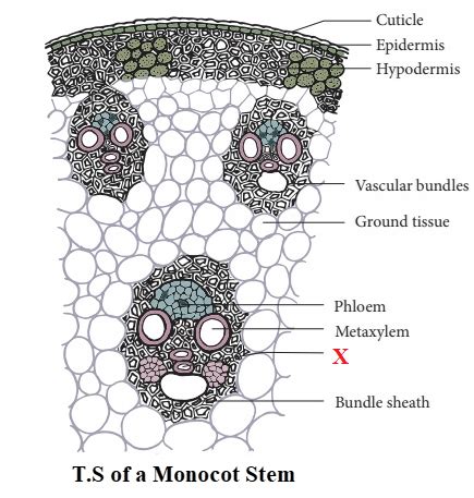 Describe The Anatomy Of A Typical Monocot Stem With Labelled Diagram