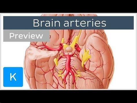 Arteries Of The Brain Inferior View Preview Human Anatomy Kenhub