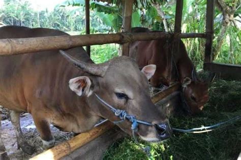 Momen Idul Adha Dongkrak Penjualan Sapi Bali BALIPOST