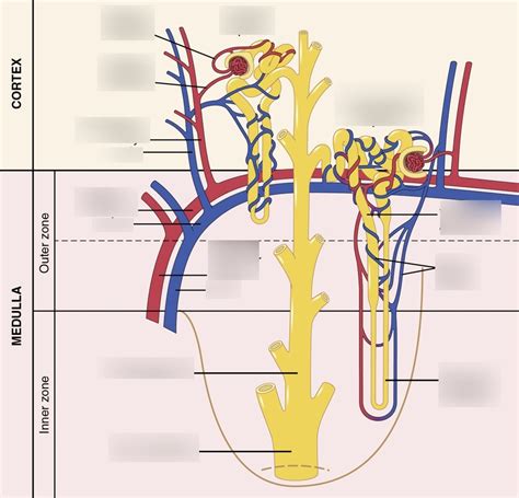 Diagram Of Cortical And Juxtamedullary Nephrons Diagram Quizlet