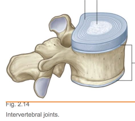 Intervertebral Disk Anatomy Diagram Quizlet