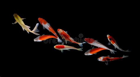 Koi Fisch Auf Schwarzen Hintergrund Stockbild Bild Von Japanisch