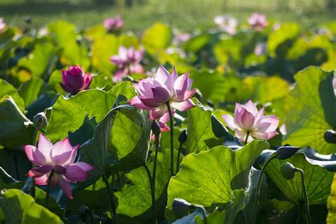Lotos Kwiaty Lotosu Li Cie Darmowe Zdj Cie Na Pixabay Pixabay