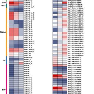 Expression Profiles Of The Differentially Expressed MiRNAs And Their