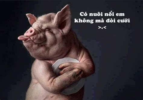 FULL 1000 hình ảnh chế vui nhộn độc đáo nhất thế giới Kiến Thức