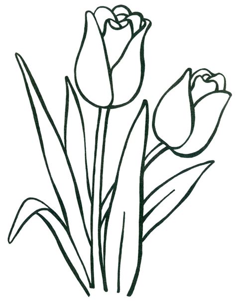 Disegni Da Colorare Di Tulipani Wonder Day Disegni Da Colorare Per