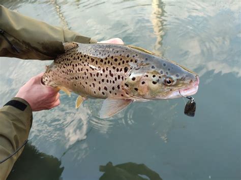 La Pêche à La Truite En étang Quelques Astuces Pour Réussir