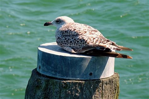 Kostenlose foto Meer Küste Wasser Natur Vogel Tier Möwe