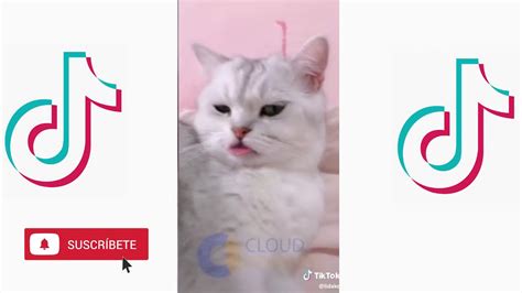 Los Gatos Mas Graciosos De TIK TOK MOST FUNNY CAST TIK TOK 1