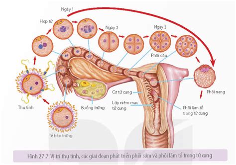 Lý thuyết Sinh sản ở động vật Sinh học 11 Kết nối tri thức SGK Sinh