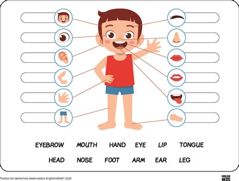 Las Partes Del Cuerpo En Ingles