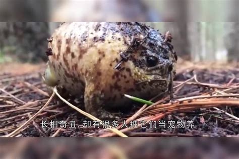 世界上最奇特的青蛙长相奇丑却有很多人把它当宠物养 奇特 青蛙 长相
