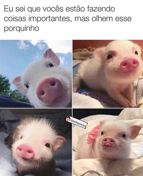 Eu sei que vocês estão fazendo coisas importantes mas olhem esse