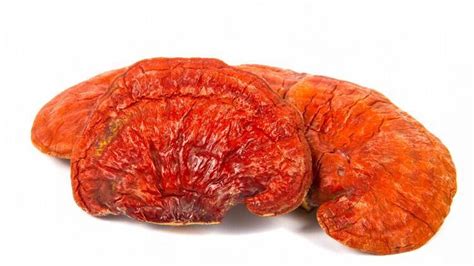Reishi Mantarı Nedir Nerede Yetişir İşte Kırmızı Reishi Mantarı