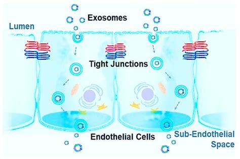 Pharmaceutics Free Full Text Unlocking The Power Of Exosomes For