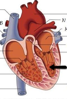 Bio Examen Anatomie Flashcards Quizlet