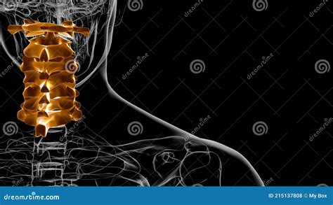 Human Skeleton Vertebral Column Cervical Vertebrae Anatomy 3D Stock