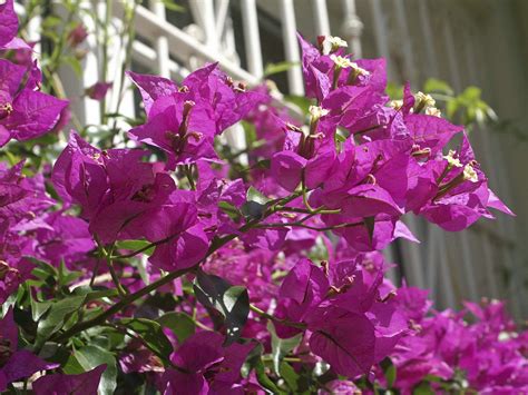 Bougainvillea Glabra Acacia LLC